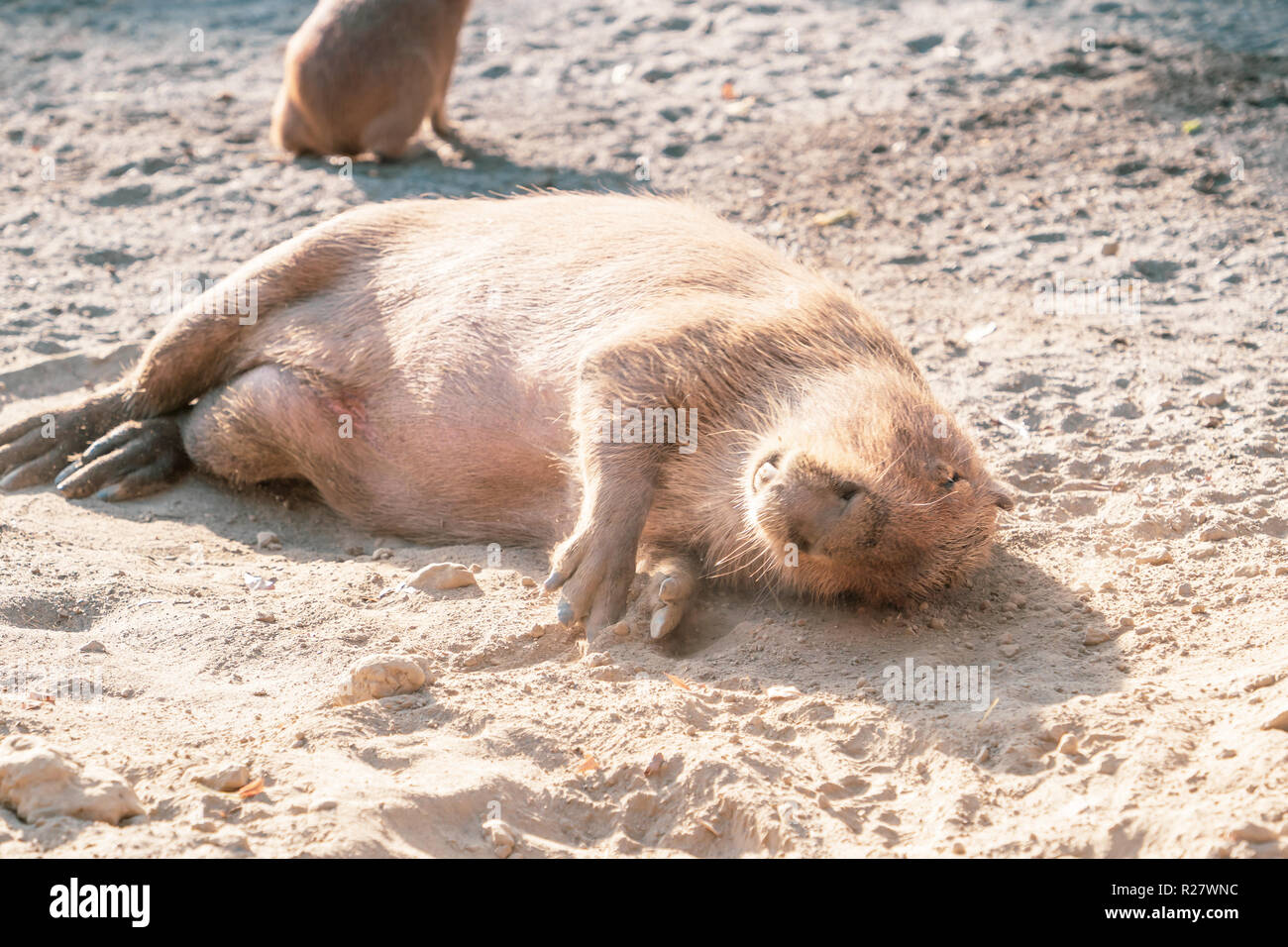 Cute Capybara (biggest mouse) eating and sleepy rest in the zoo, Tainan ...