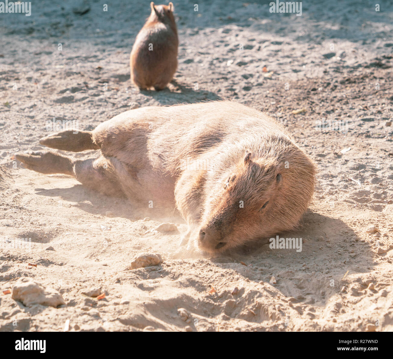 Cute Capybara (biggest mouse) eating and sleepy rest in the zoo, Tainan ...