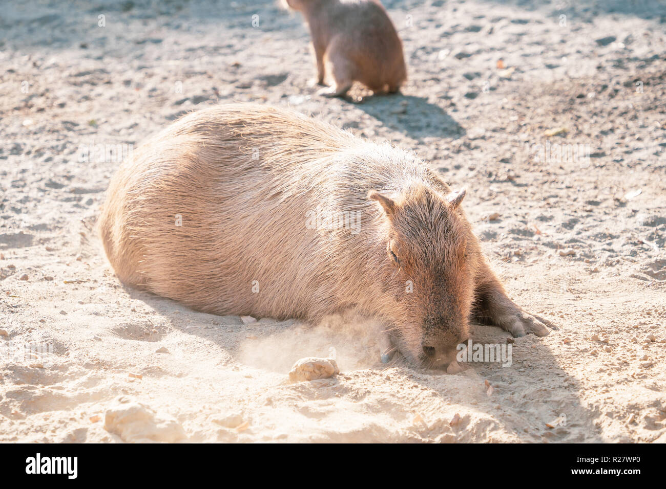 Cute Capybara (biggest mouse) eating and sleepy rest in the zoo, Tainan ...