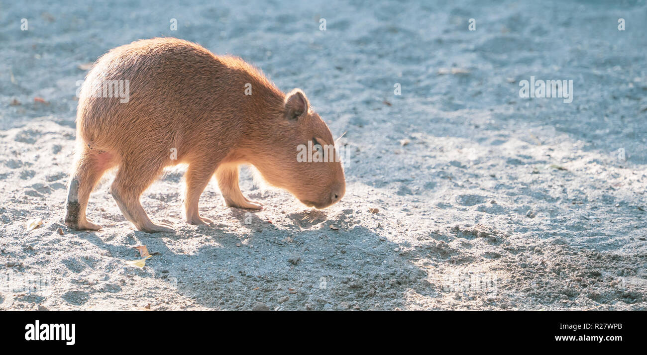 Cute Capybara (biggest mouse) eating and sleepy rest in the zoo, Tainan ...