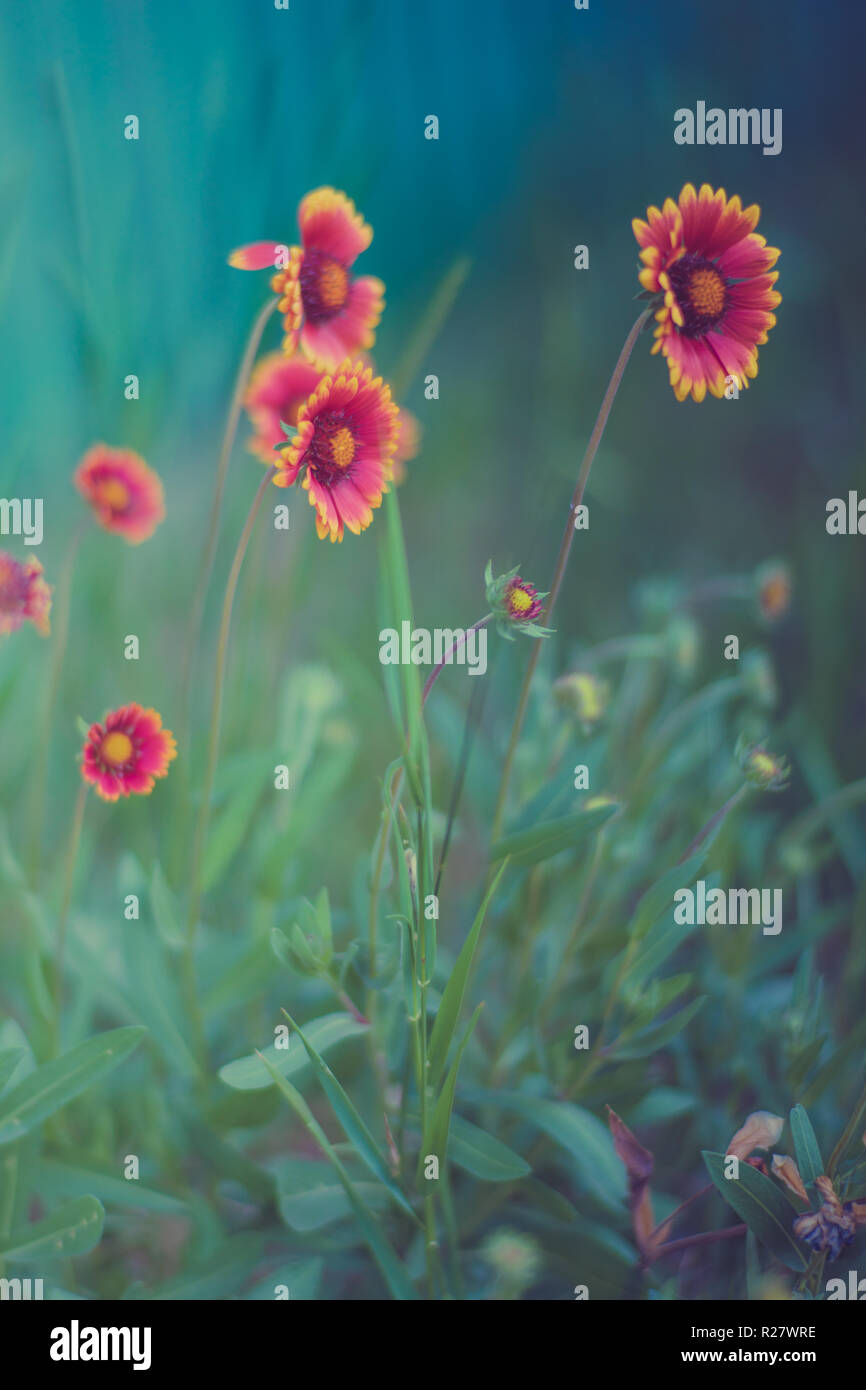 glade red flowers rudbeckia in the summer garden Stock Photo - Alamy