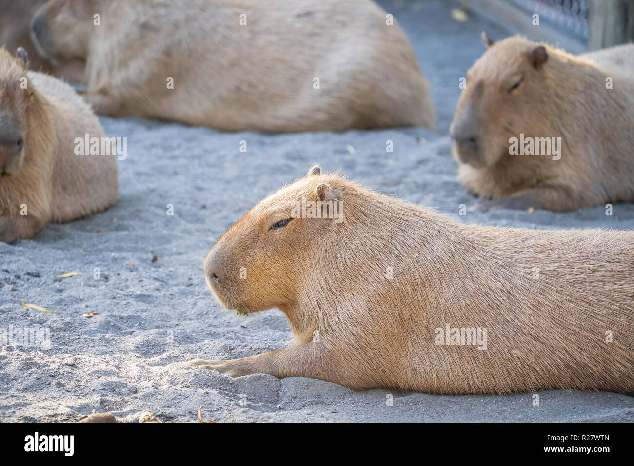 Cute Capybara (biggest mouse) eating and sleepy rest in the zoo, Tainan ...