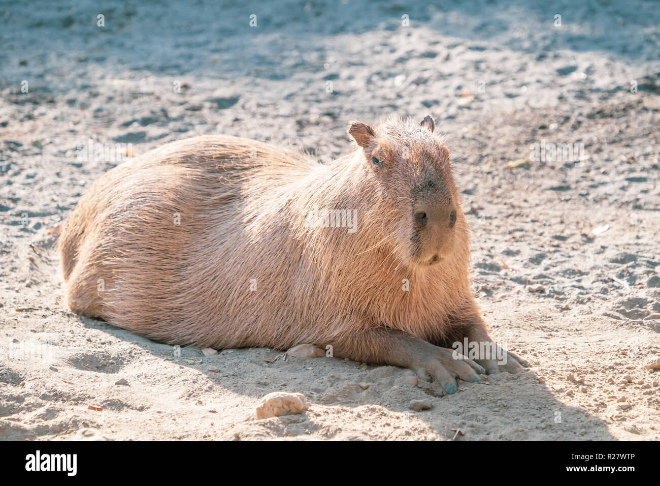 Cute Capybara (biggest mouse) eating and sleepy rest in the zoo, Tainan ...
