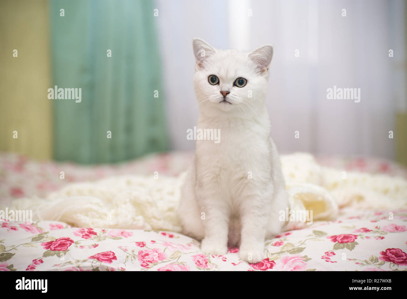 Beautiful young cat, breed Scottish chinchilla straight Stock Photo - Alamy