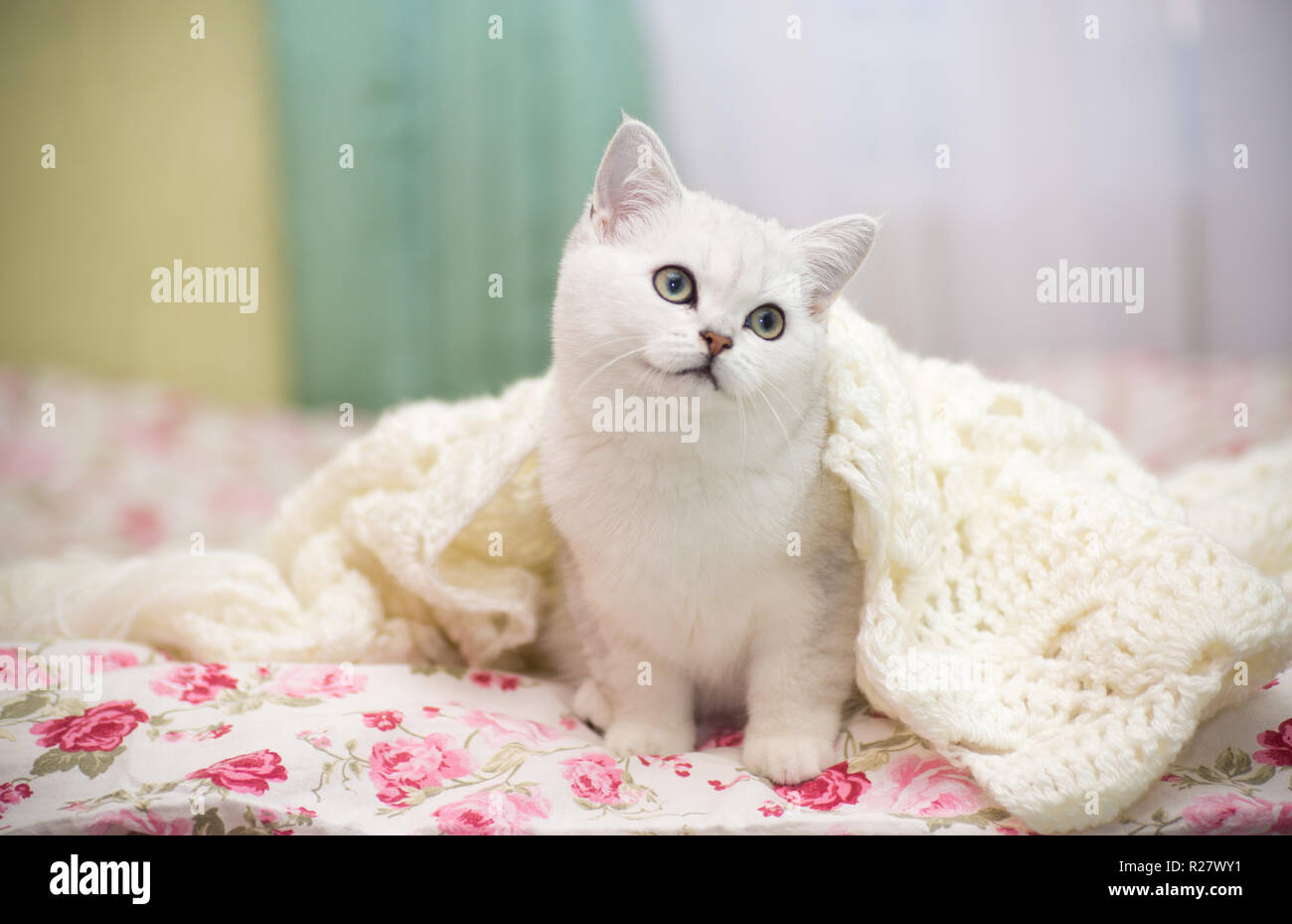 Beautiful young cat, breed Scottish chinchilla straight Stock Photo - Alamy