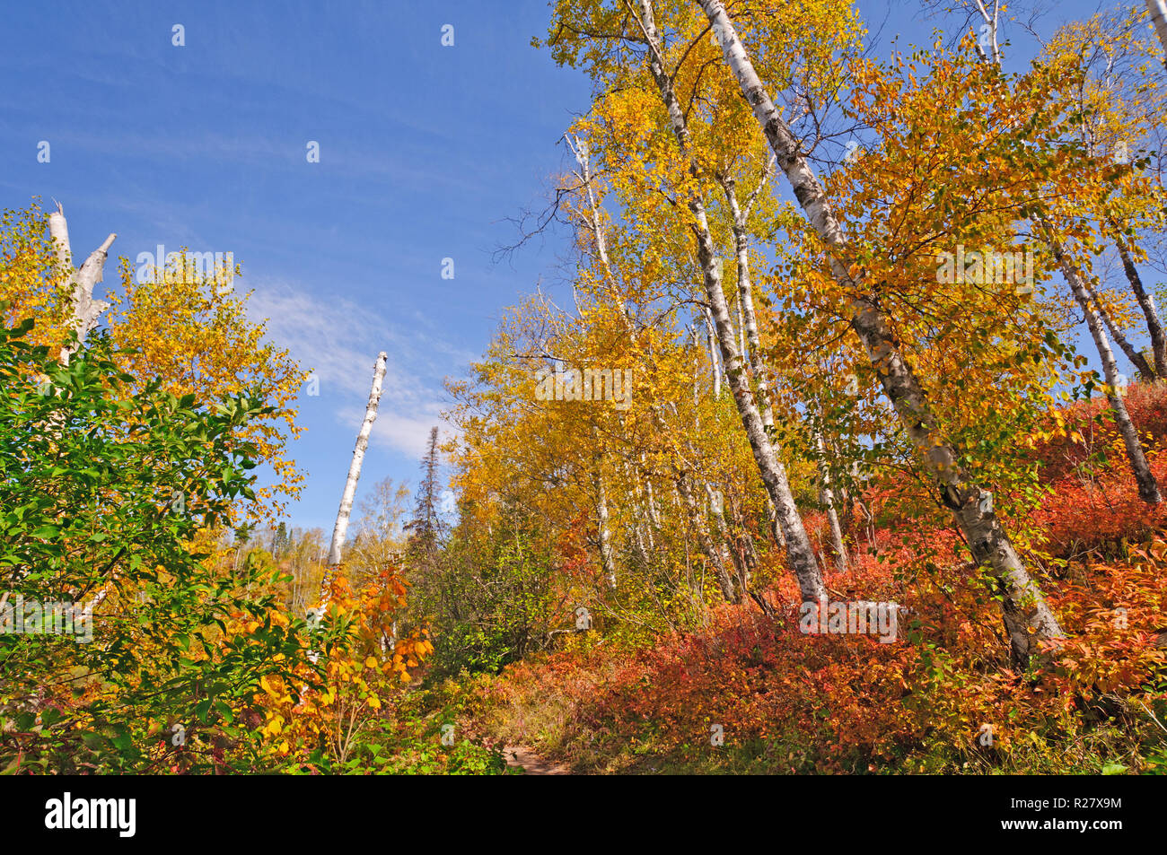 Fall Colors on the Riverside Trail in Gooseberry Falls State Park Stock ...