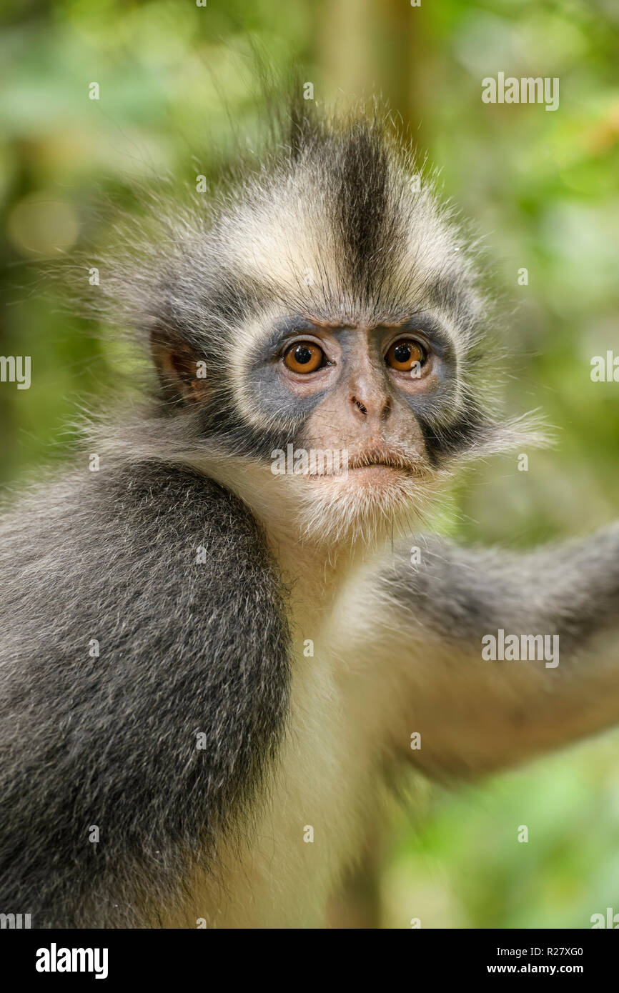 North Sumatran Leaf Monkey - Presbytis thomasi, endemic monkey from ...