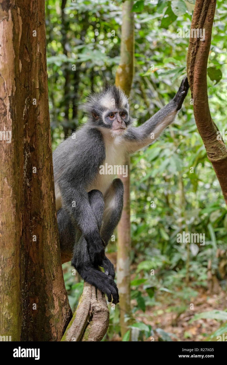 North Sumatran Leaf Monkey - Presbytis thomasi, endemic monkey from ...