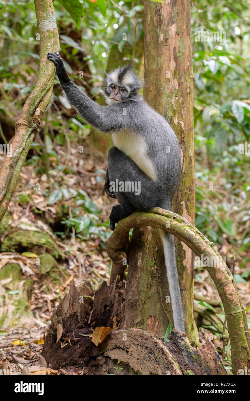 Beautiful sumatra hi-res stock photography and images - Alamy