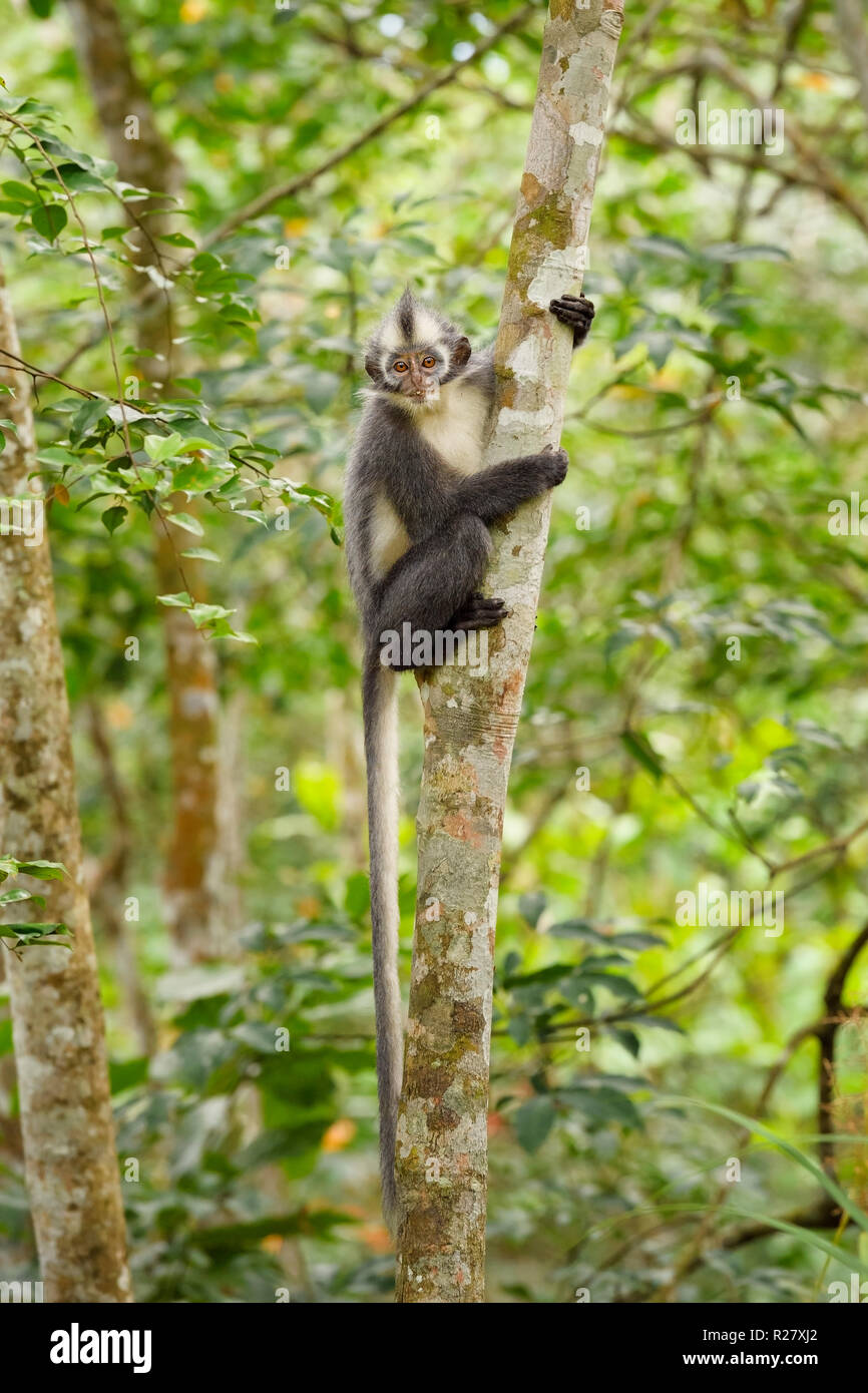 North Sumatran Leaf Monkey - Presbytis thomasi, endemic monkey from ...