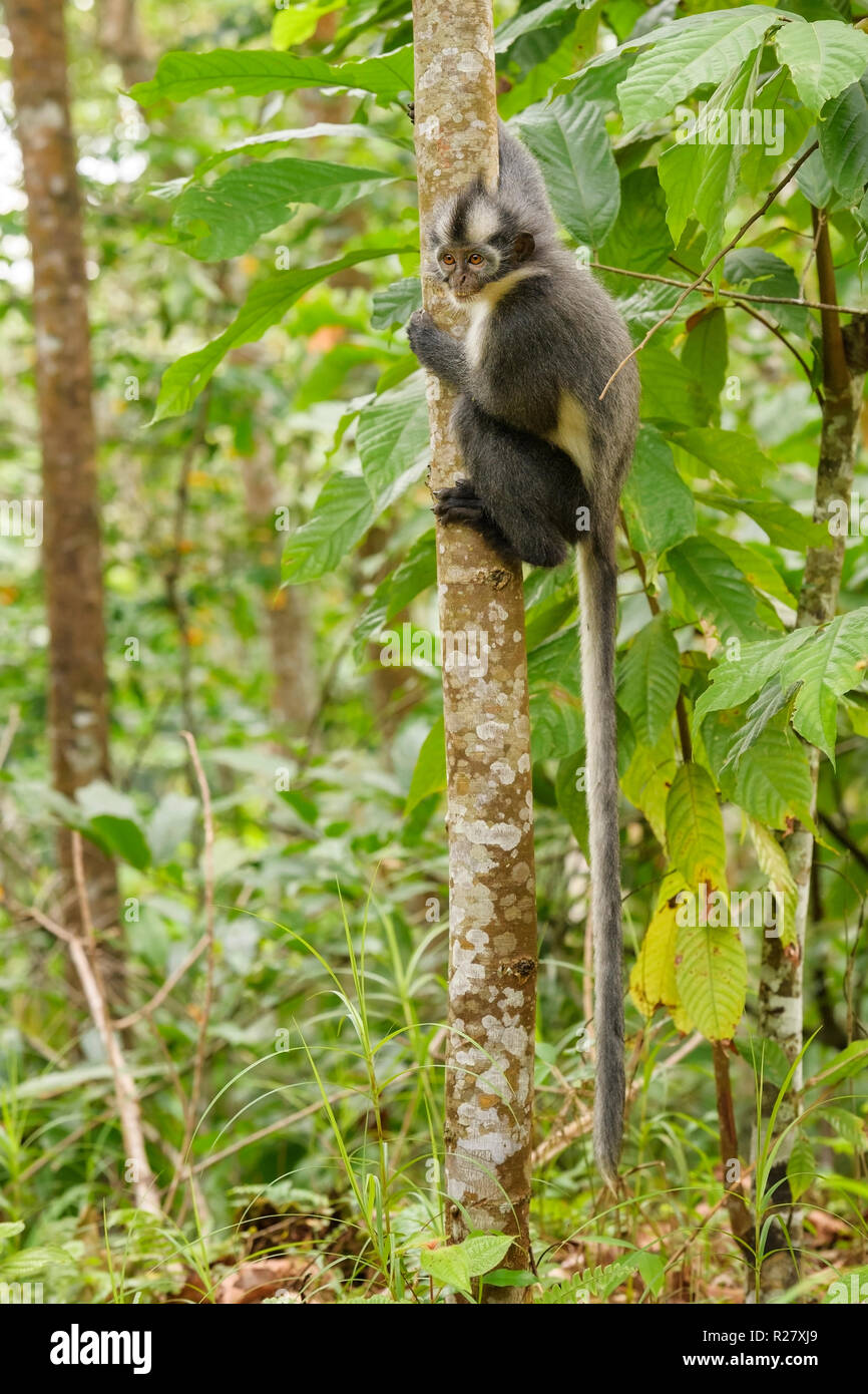 North Sumatran Leaf Monkey - Presbytis thomasi, endemic monkey from ...