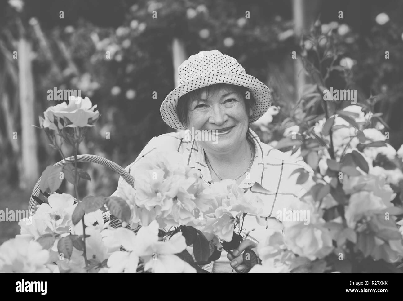 Bush of yellow roses Black and White Stock Photos & Images - Alamy