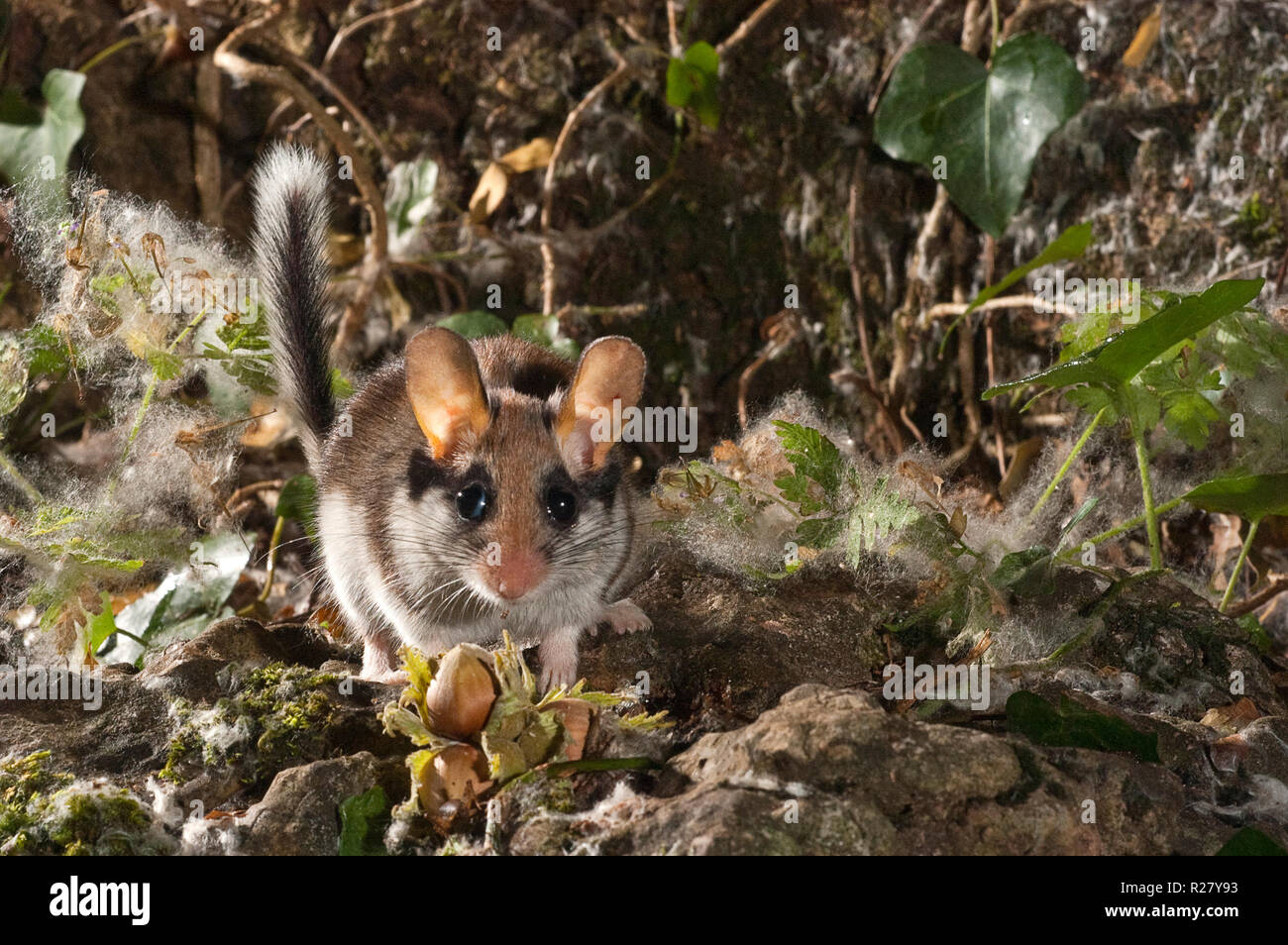 Garden Dormouse, Eliomys Quercinus, Looking for food in the countryside ...