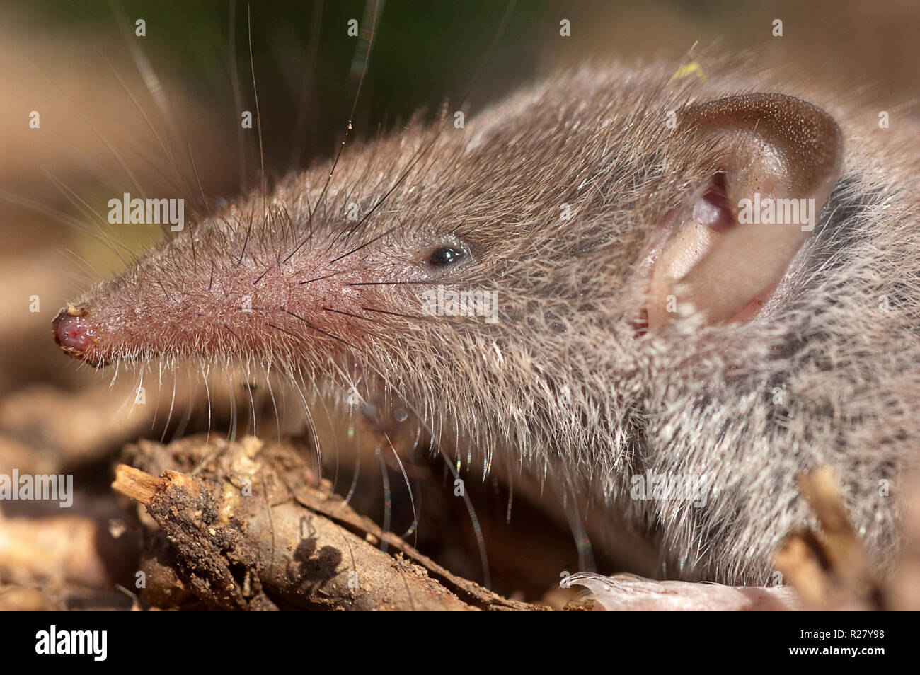 Insectivore teeth hi-res stock photography and images - Alamy