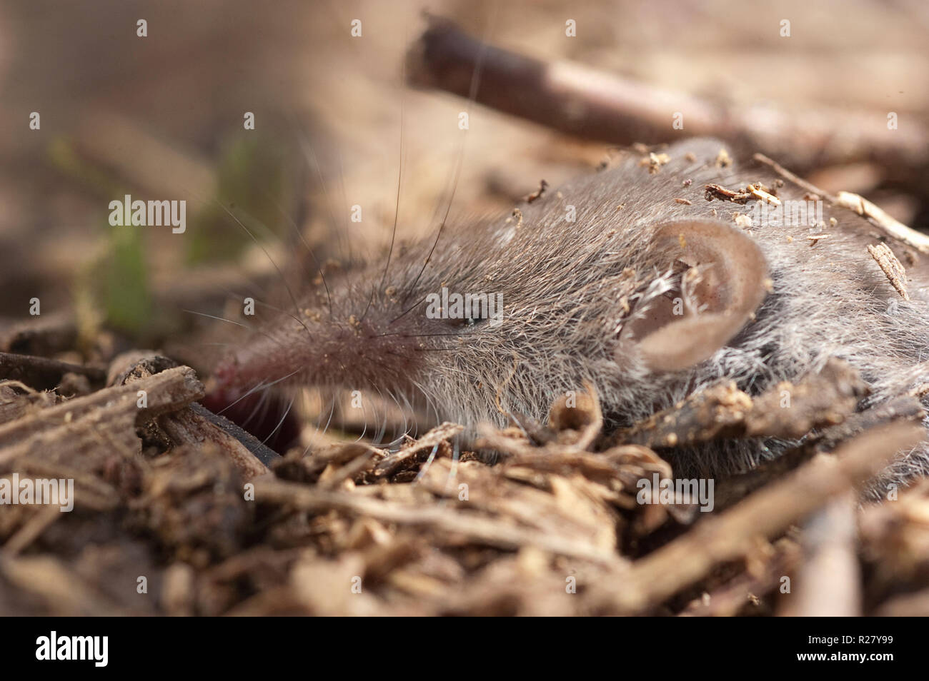 Shrew teeth hi-res stock photography and images - Alamy