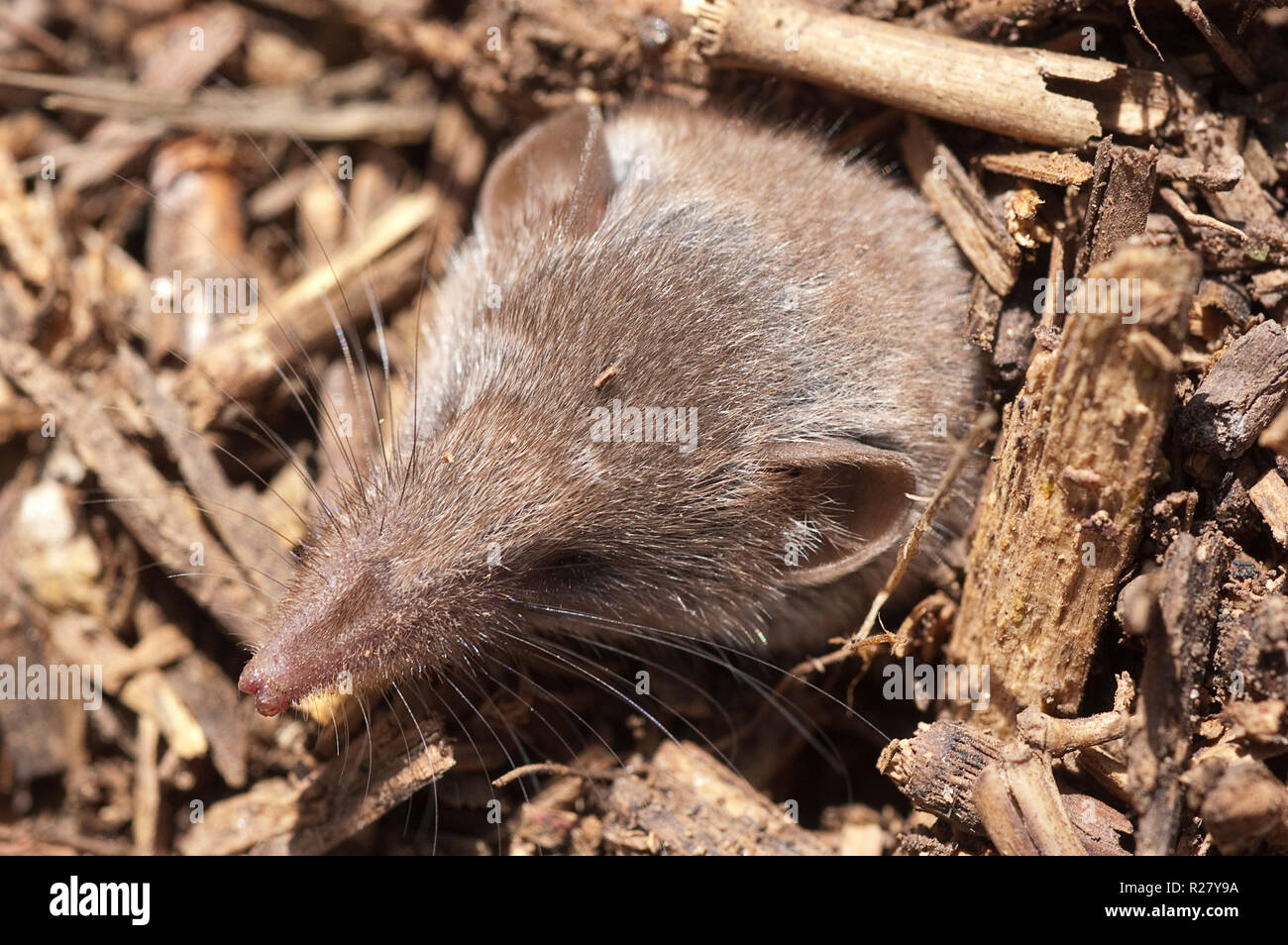 Shrew teeth hi-res stock photography and images - Alamy