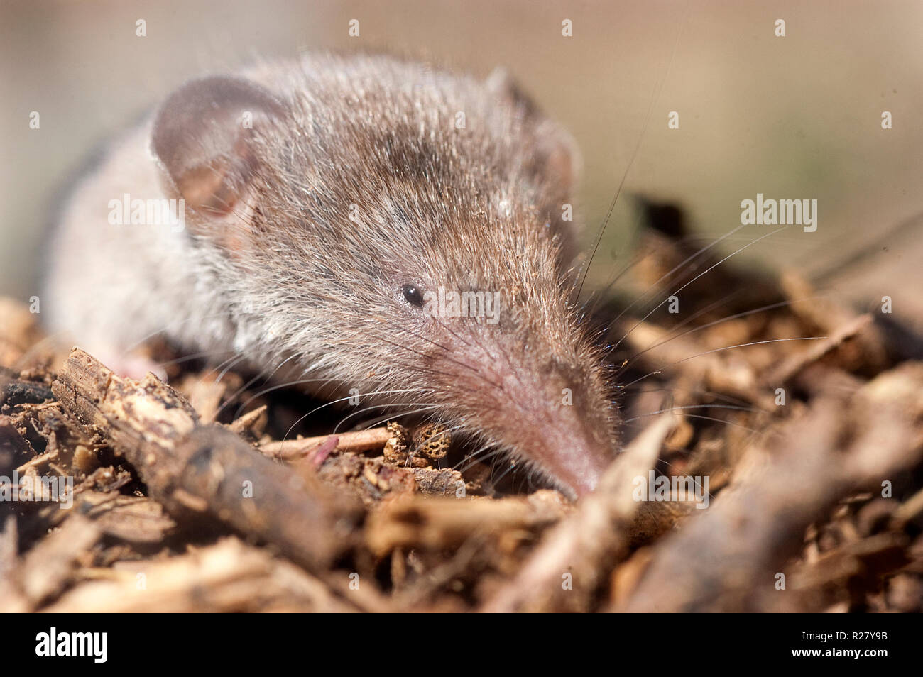 Greater shrew with white teeth (Crocidura russula) coming out of hiding ...