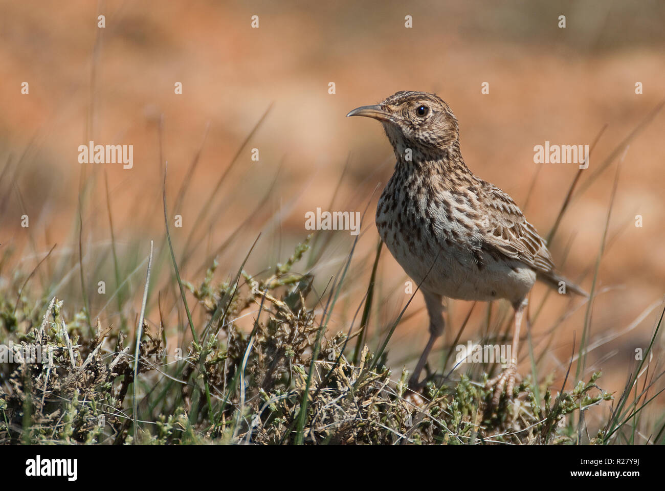Lark of Dupont, Chersophilus duponti, in its habitat, Spain Stock Photo ...