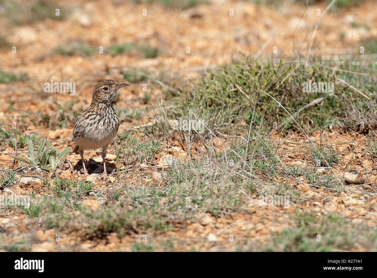 Lark of Dupont, Chersophilus duponti, in its habitat, Spain Stock Photo ...