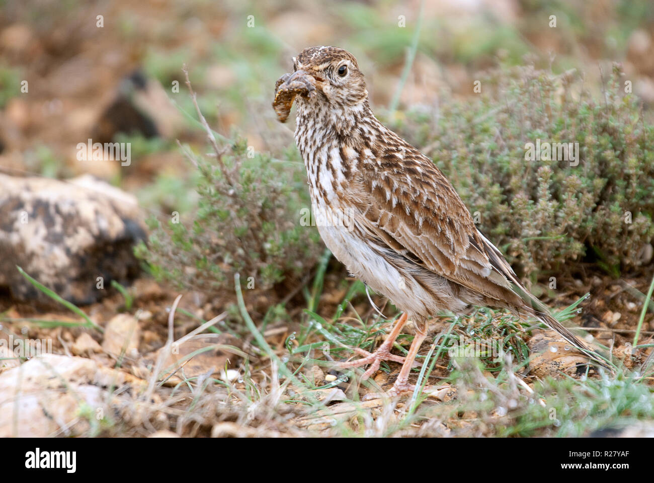 Lark of Dupont, Chersophilus duponti, in its habitat, Spain Stock Photo ...