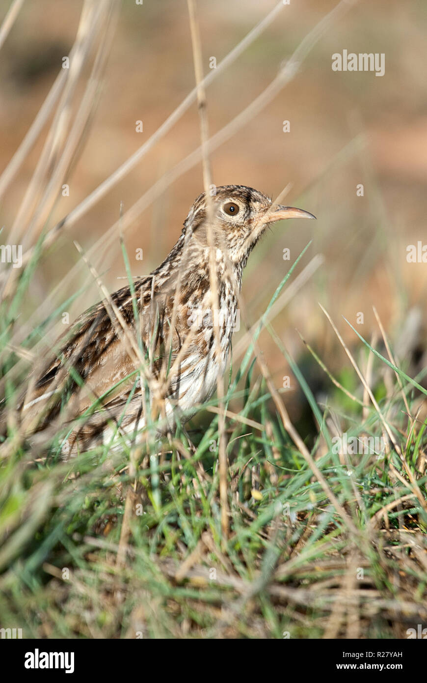 Lark of Dupont, Chersophilus duponti, in its habitat, Spain Stock Photo ...