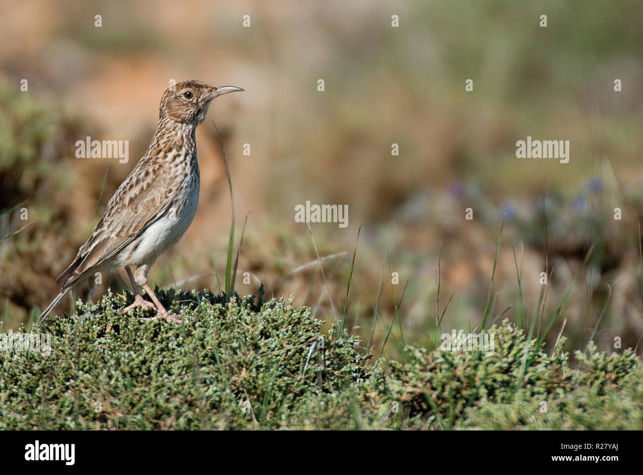 Lark of Dupont, Chersophilus duponti, in its habitat, Spain Stock Photo ...