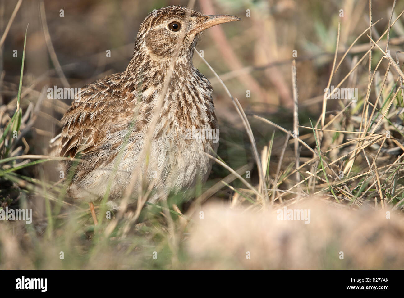 Lark of Dupont, Chersophilus duponti, in its habitat, Spain Stock Photo ...