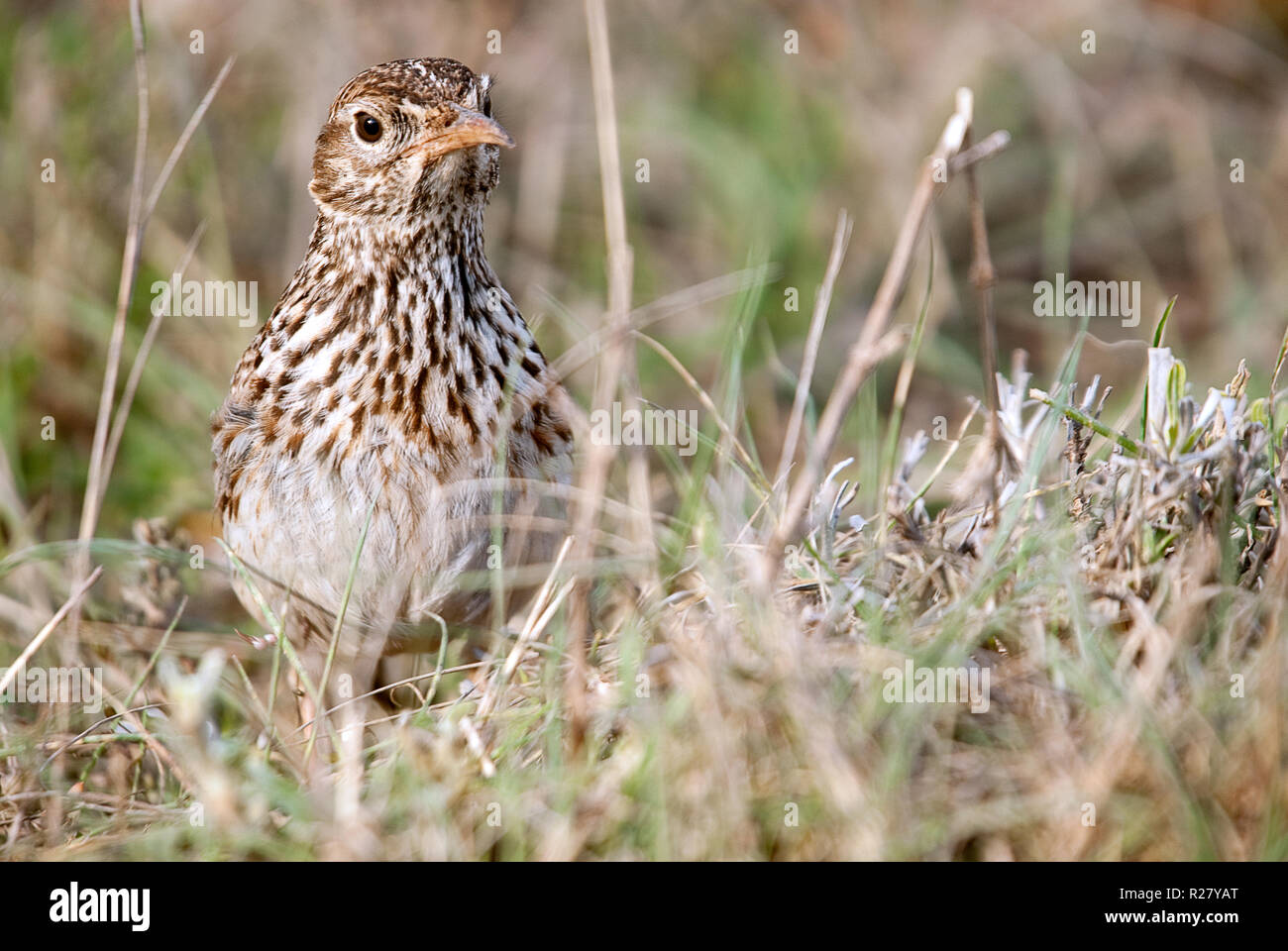Lark of Dupont, Chersophilus duponti, in its habitat, Spain Stock Photo ...