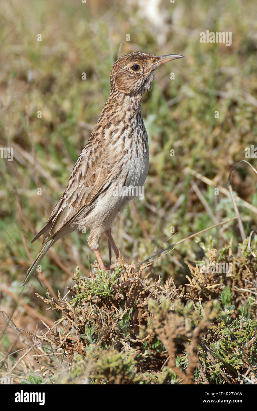 Lark of Dupont, Chersophilus duponti, in its habitat, Spain Stock Photo ...