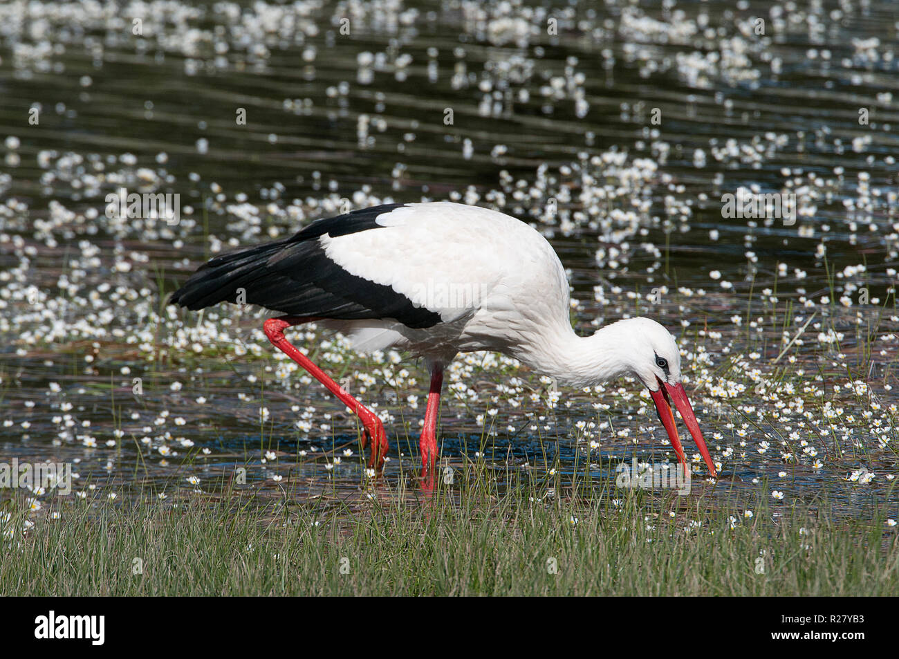 White stork on water hi-res stock photography and images - Alamy