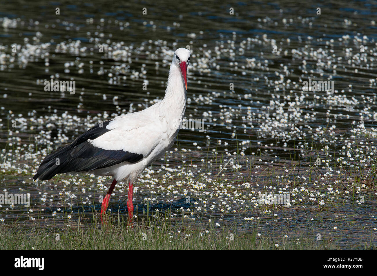 White stork on water hi-res stock photography and images - Alamy