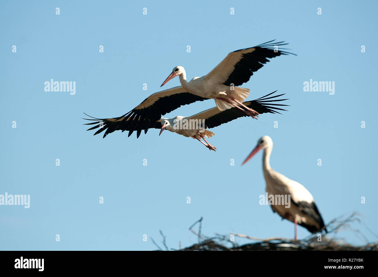 White stork bird hi-res stock photography and images - Alamy