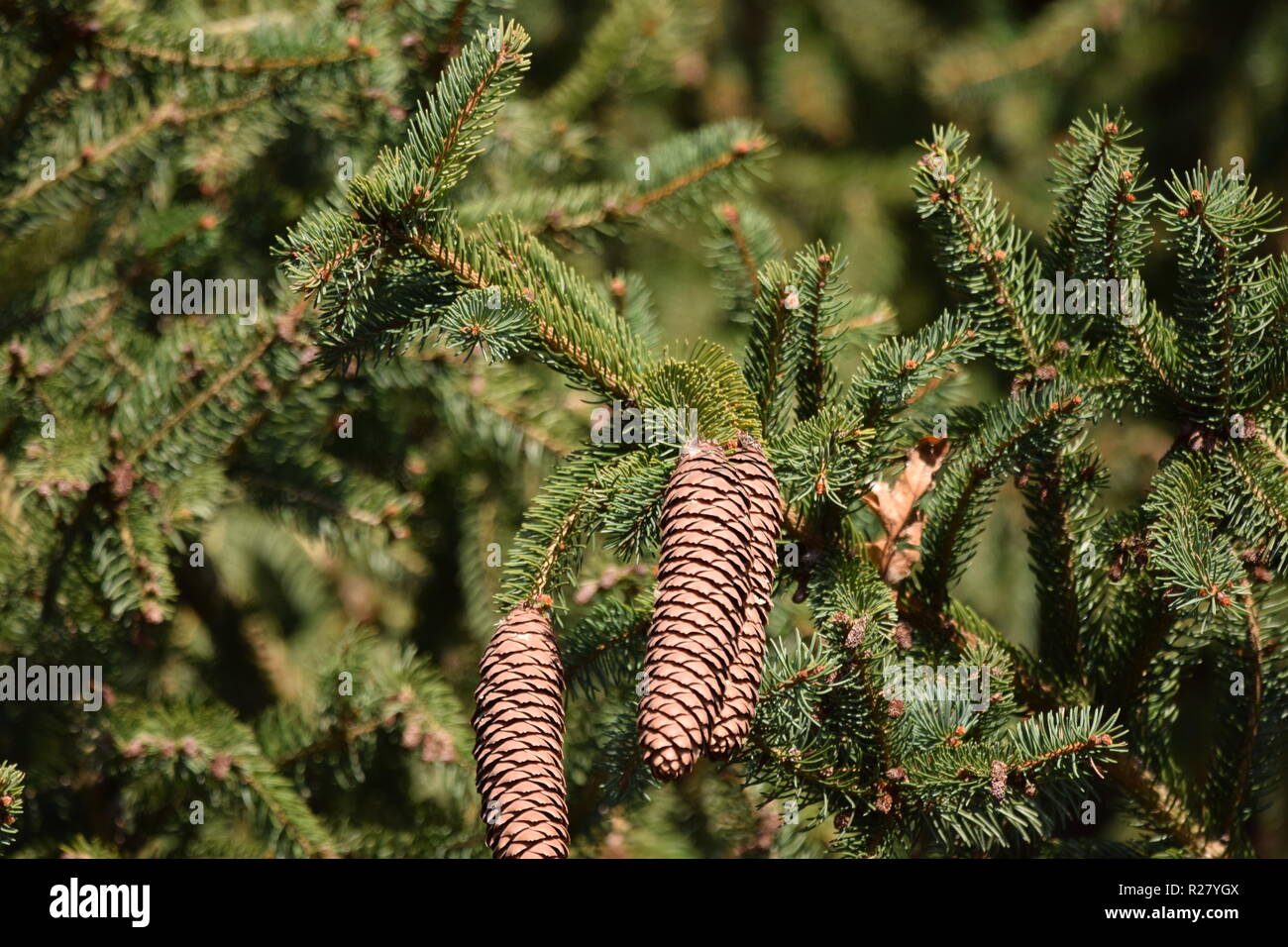Libanonzeder cedrus libani hi-res stock photography and images - Alamy