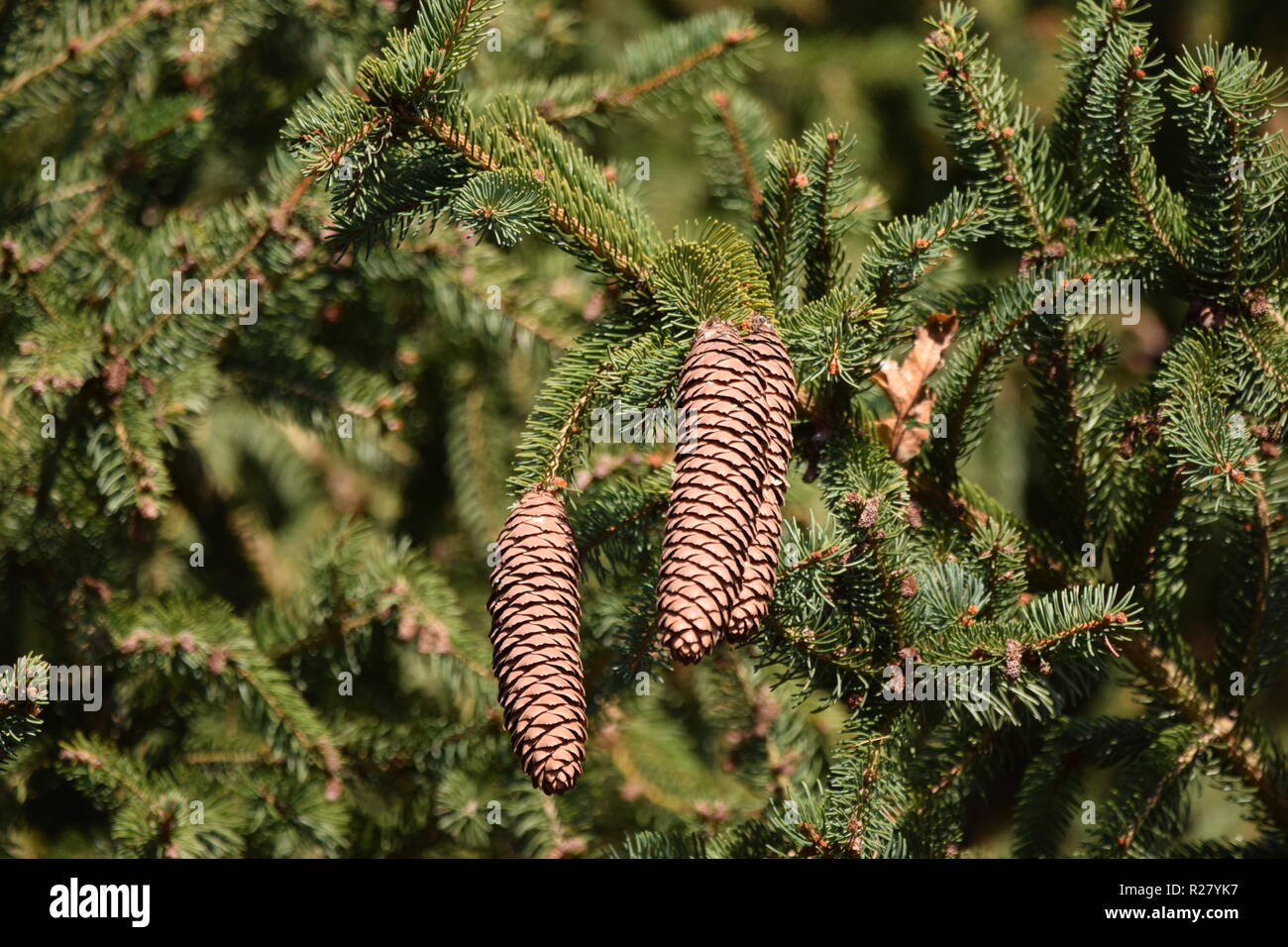 Fir cone or fruit cone of one coniferous tree in the autumn forest ...