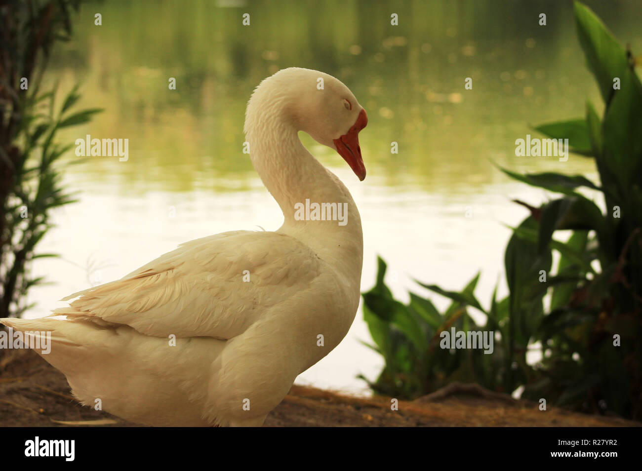 Goose in its habitat Stock Photo - Alamy