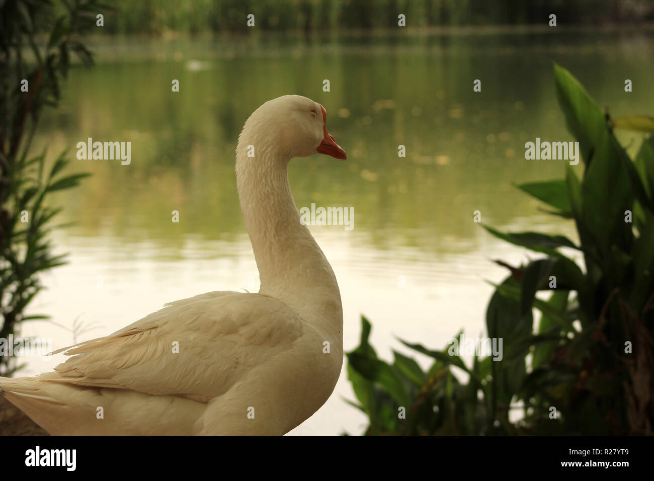 Goose in its habitat Stock Photo - Alamy