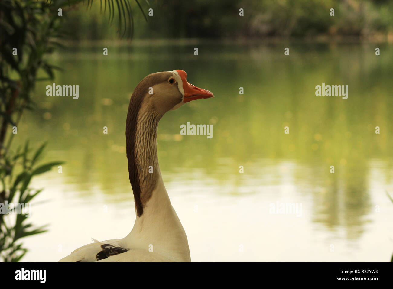 Goose in its habitat Stock Photo - Alamy