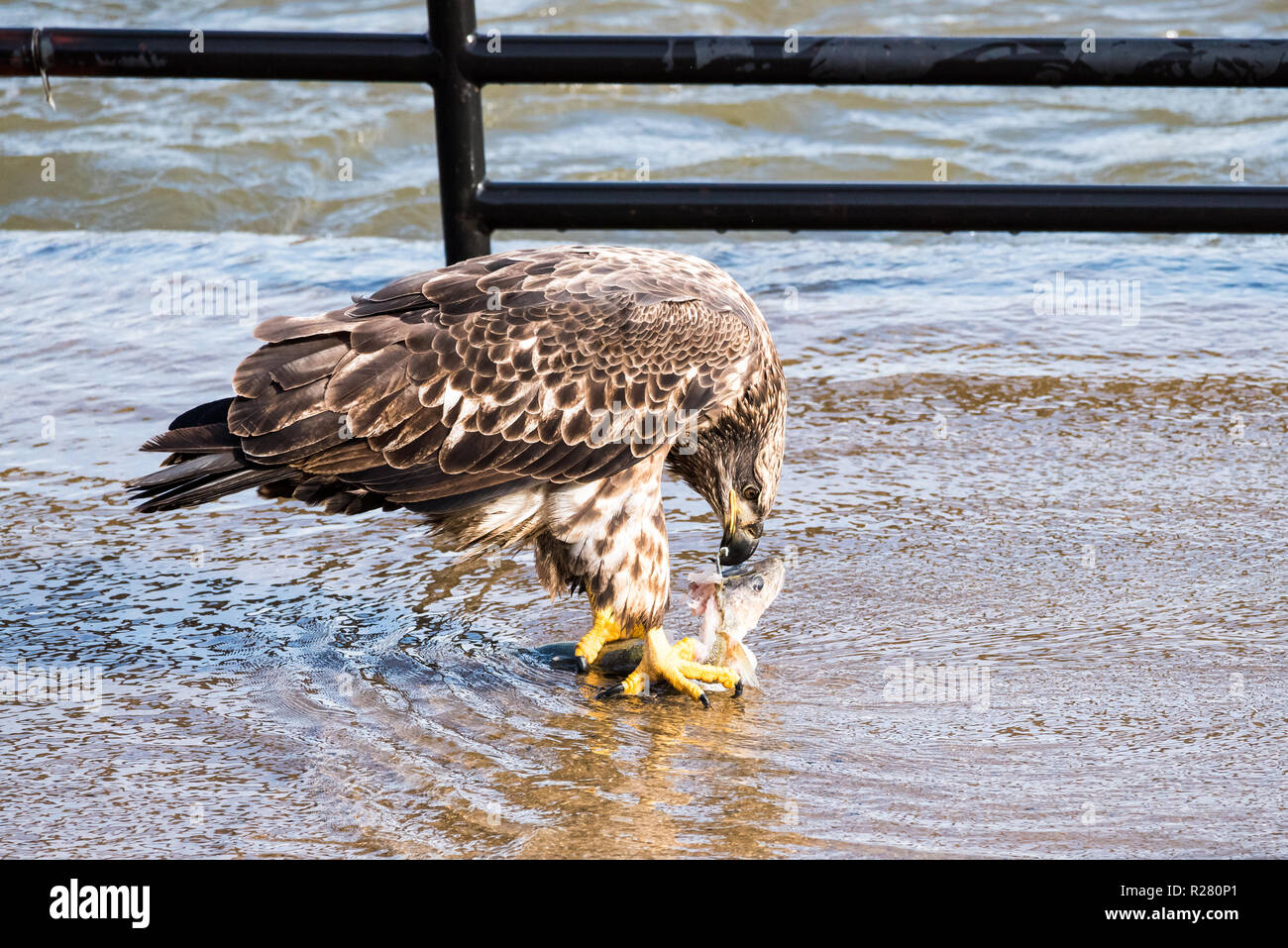 Immature Bald Eagle eating a just caught fish Stock Photo - Alamy