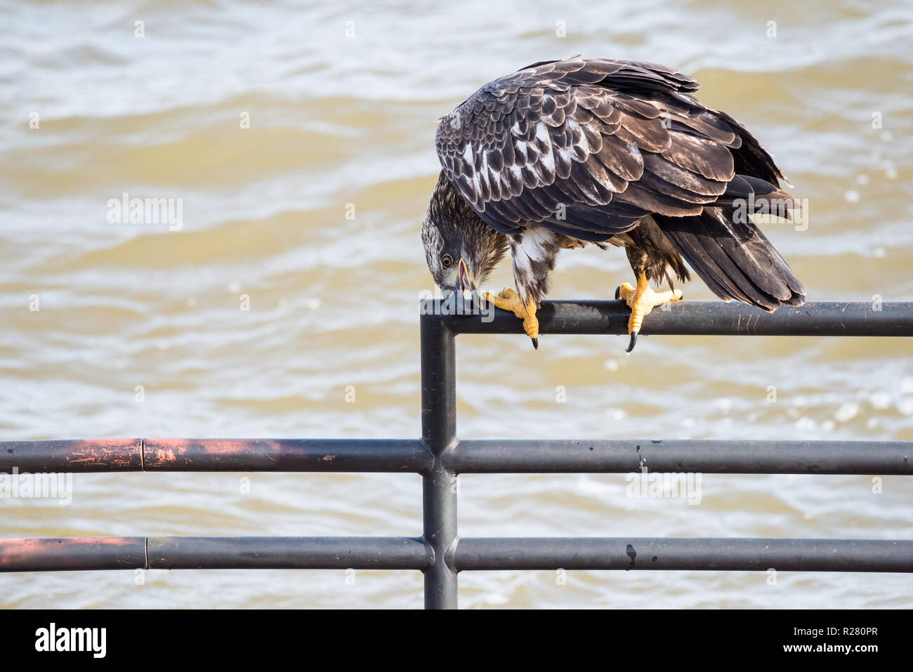 Immature Bald Eagle wiping his beak on a railing after just eating a ...