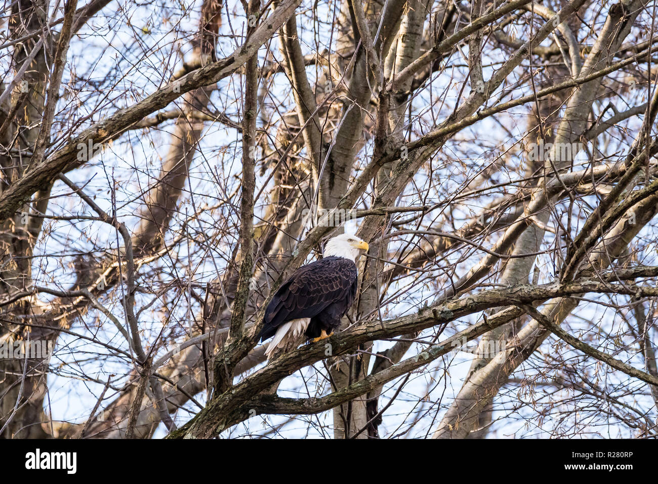 Bald Eagle Sitting In Tree High Resolution Stock Photography and Images ...