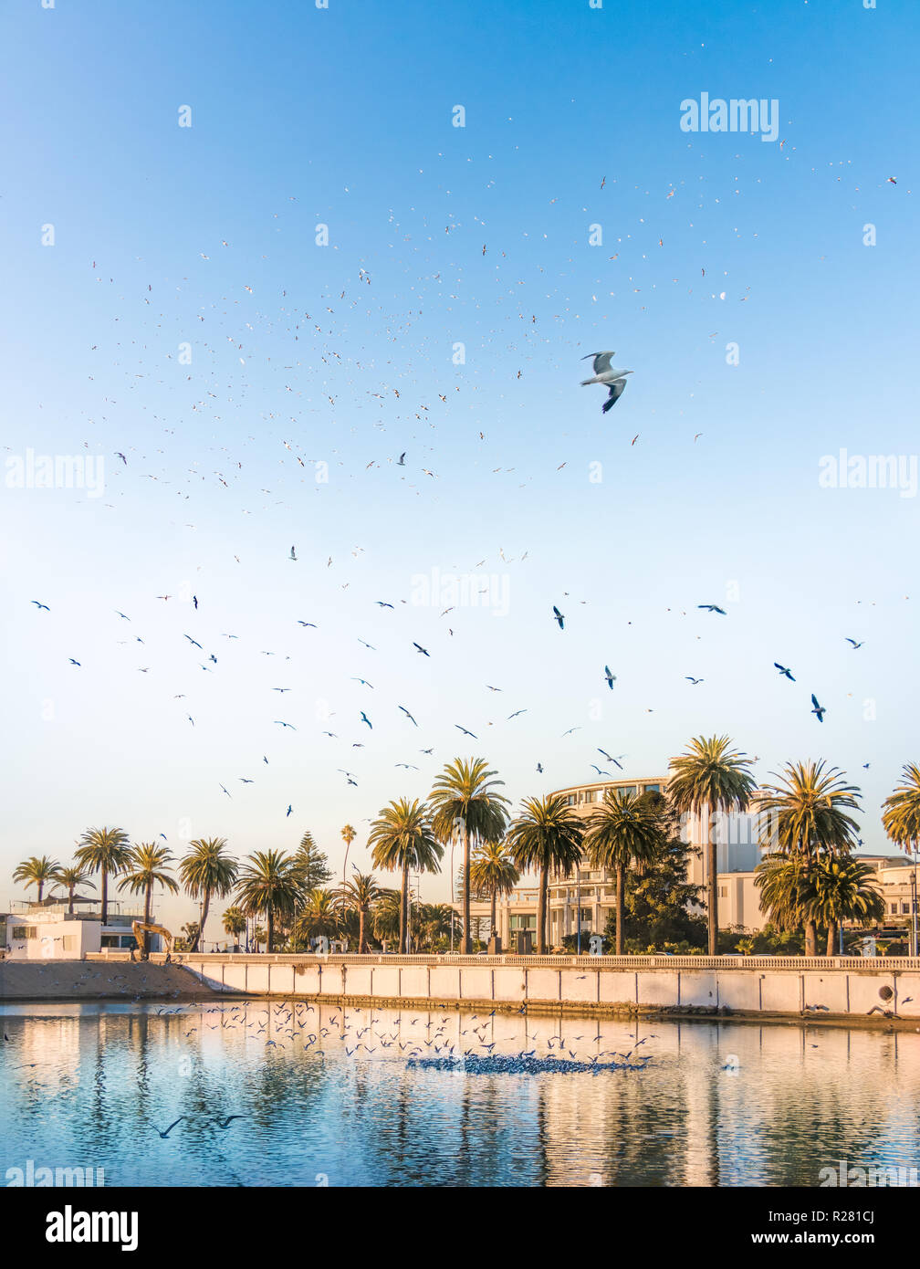 Group of birds flying over Estero river at sunset - Vina del Mar, Chile ...