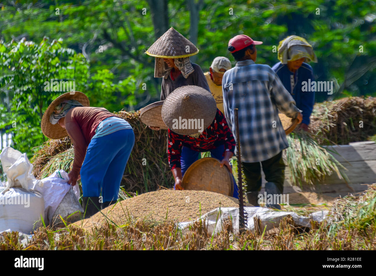 Rice Harvest in Indonesia Stock Photo - Alamy