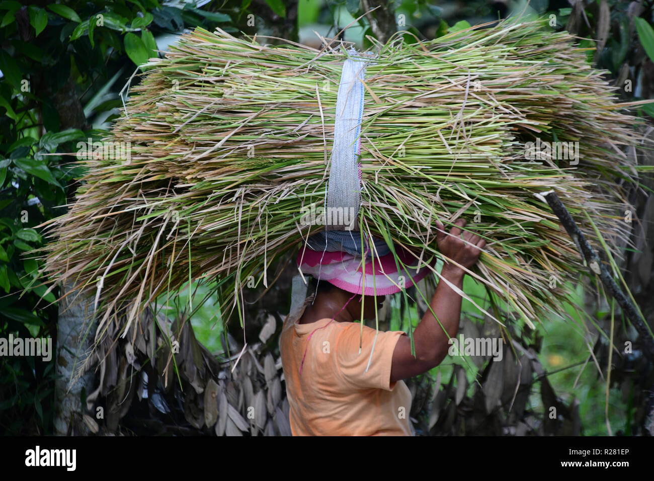 Sawa indonesia hi-res stock photography and images - Alamy