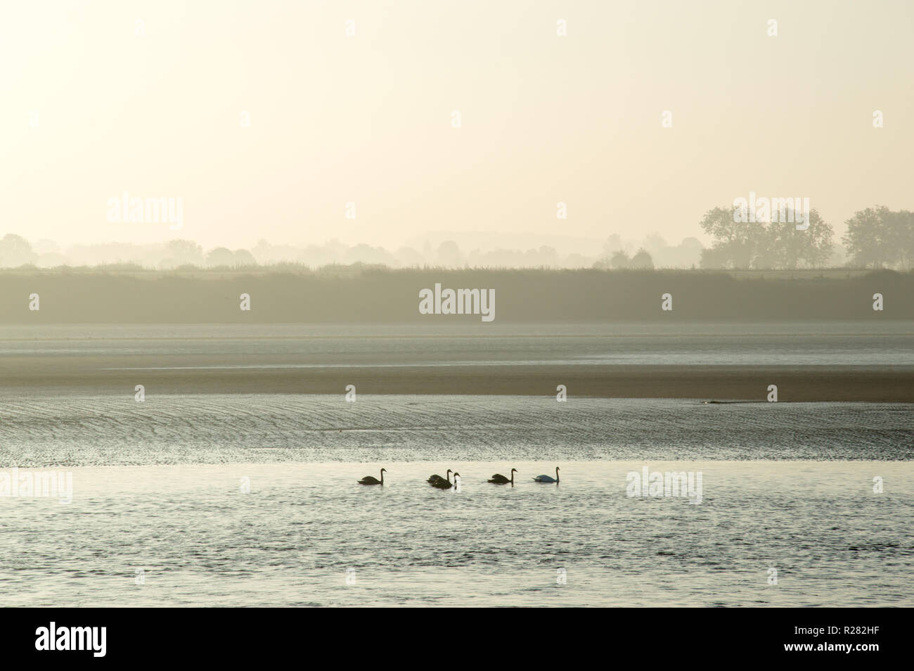 Five swans on a misty morning floating down the River Severn Stock ...