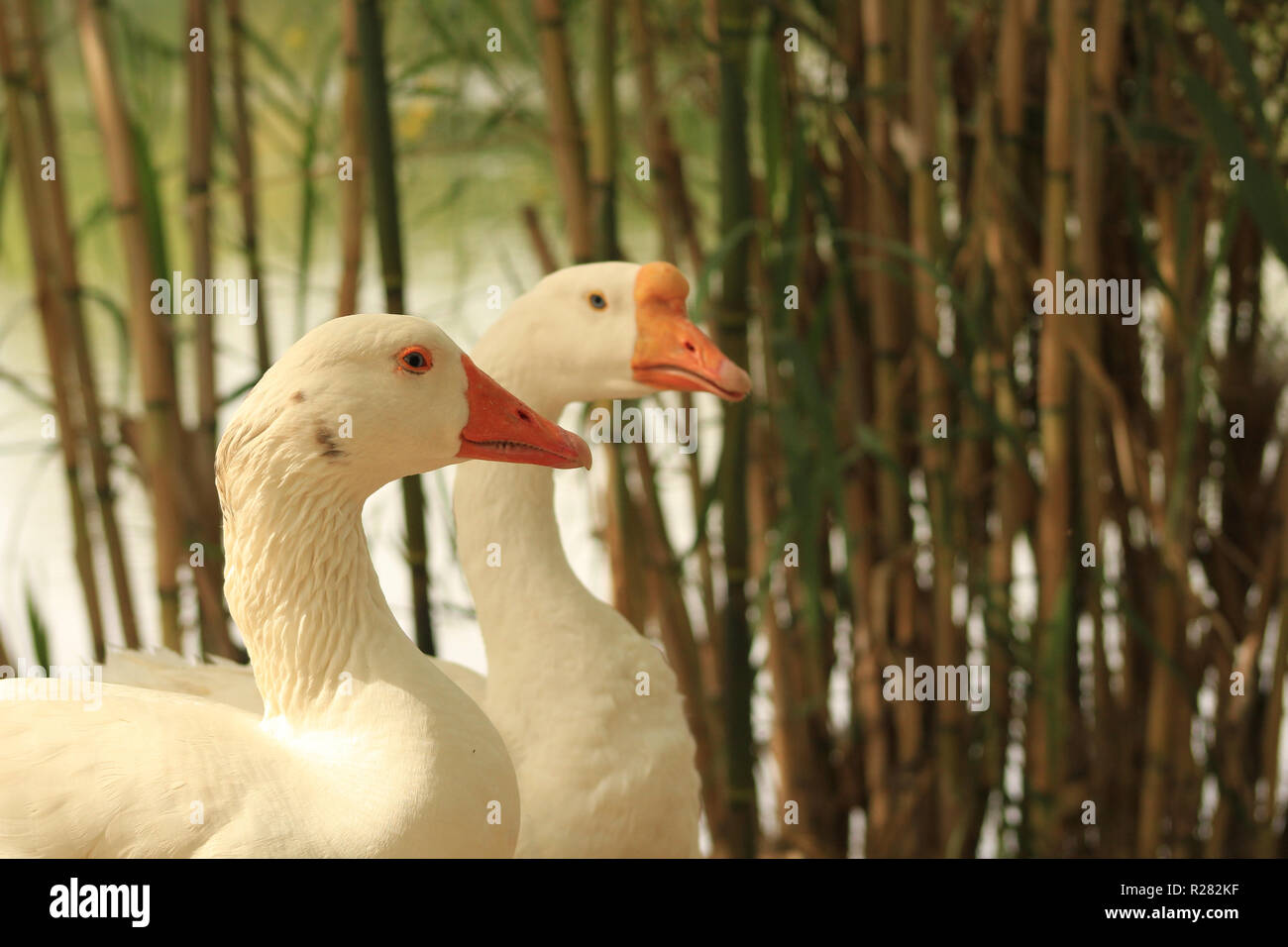 Goose in its habitat Stock Photo - Alamy