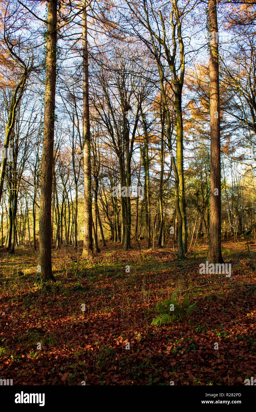 Light through forest hi-res stock photography and images - Alamy