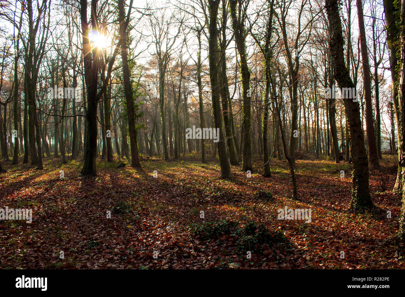 Autumn light through forest stems Stock Photo - Alamy