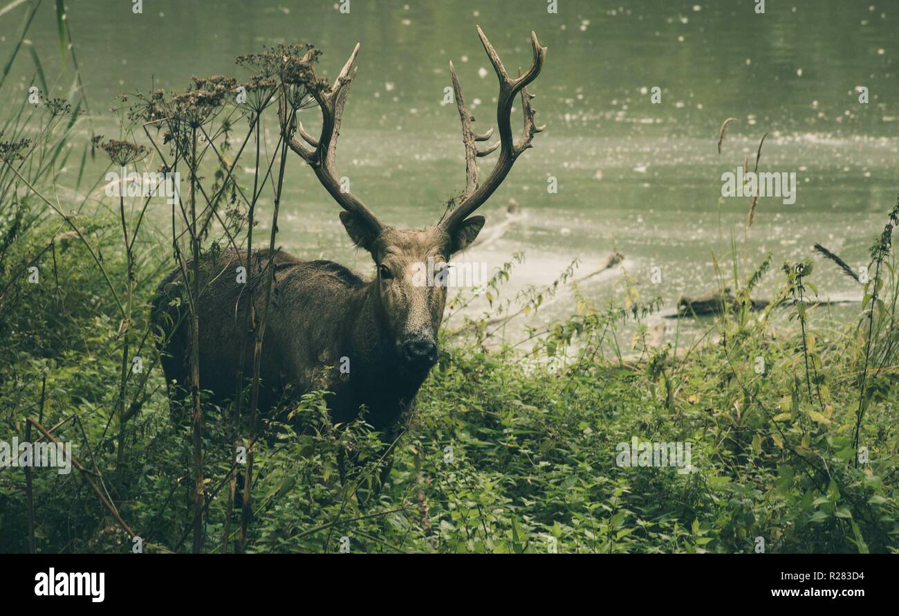 Deer looking in the camera Stock Photo - Alamy
