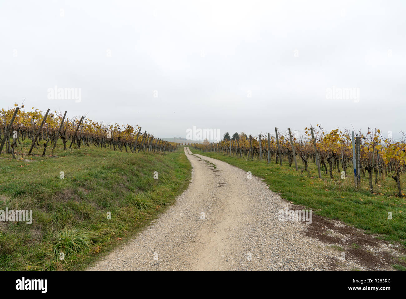horizontal golden autumn color pinot noir grapevines in a vineyard in ...