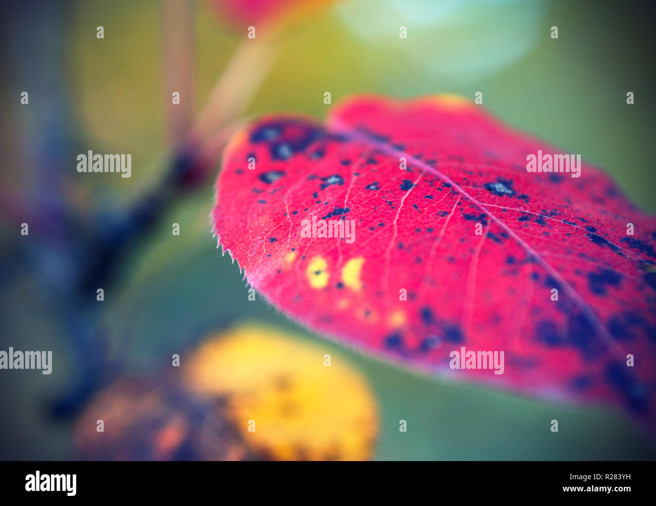 Leaf spot pear hi-res stock photography and images - Alamy